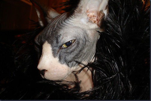 Kitty Stampede: Glamour Kitties